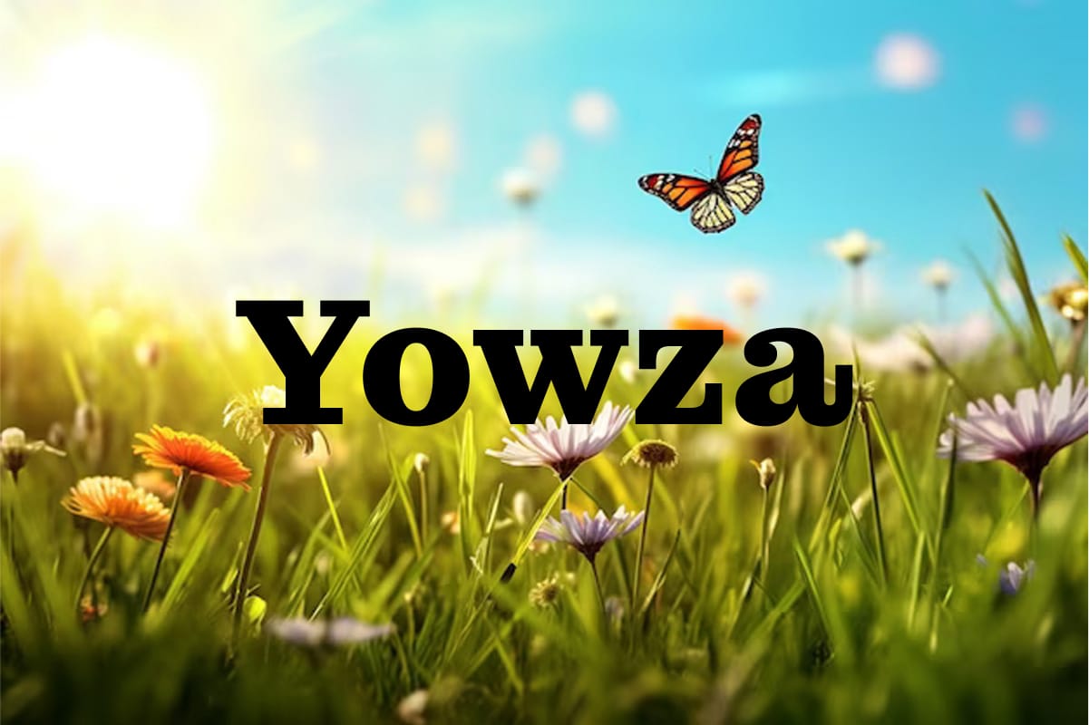 Bird Internet (@Soliyou) - Yowza