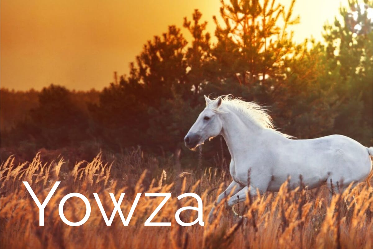 Eric Nusbaum (@enusbaum) - Yowza